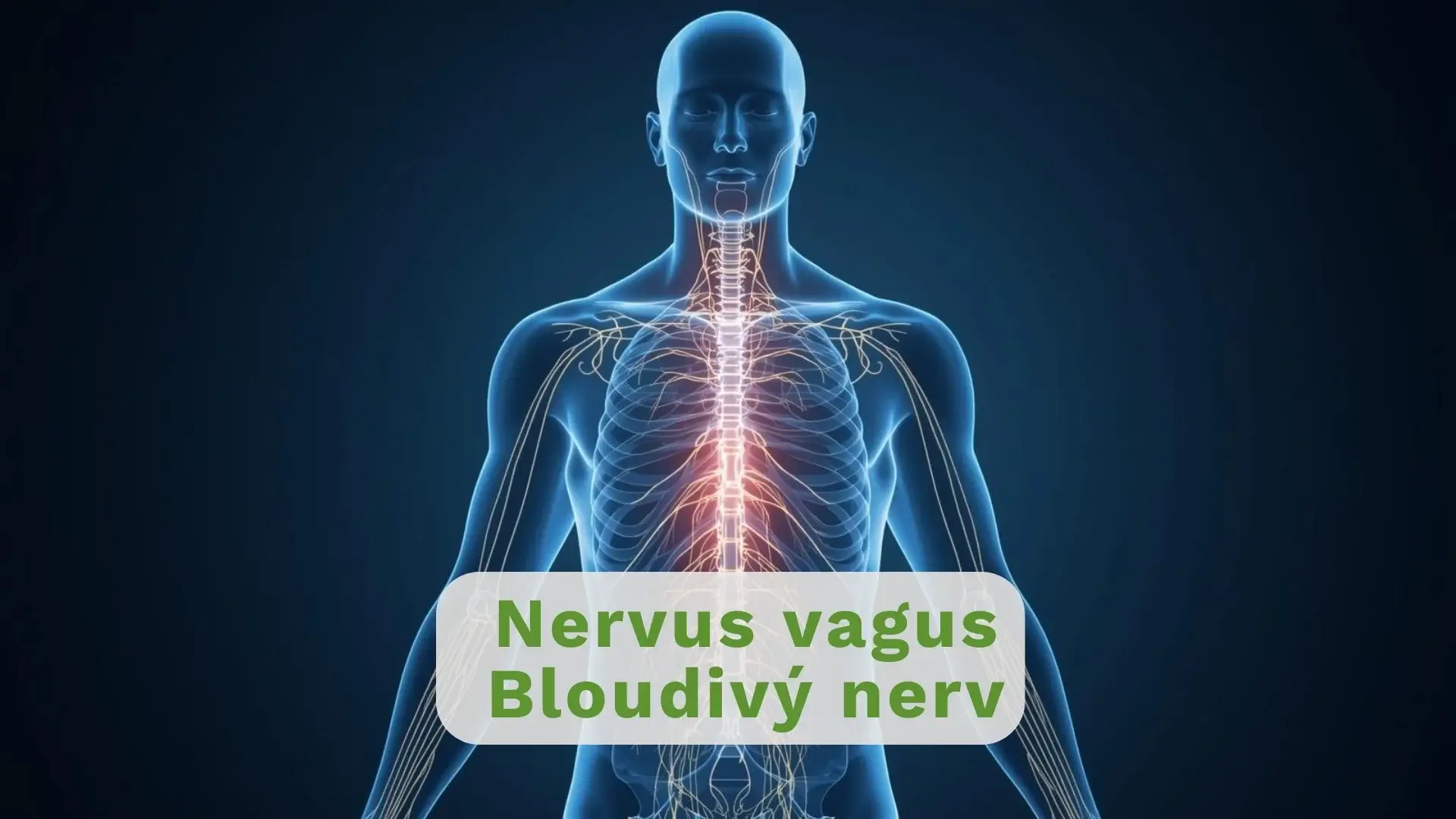 Nervus vagus (bloudivý nerv): klíč k tělesné regulaci, stresu a metodě ...